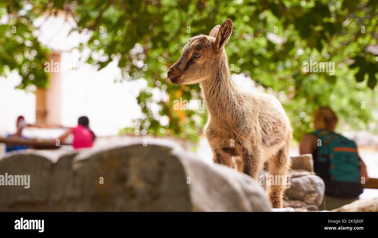 Kri-kri, endangered endemic Cretan wild goat, a small Kri-Kri, tourists ...
