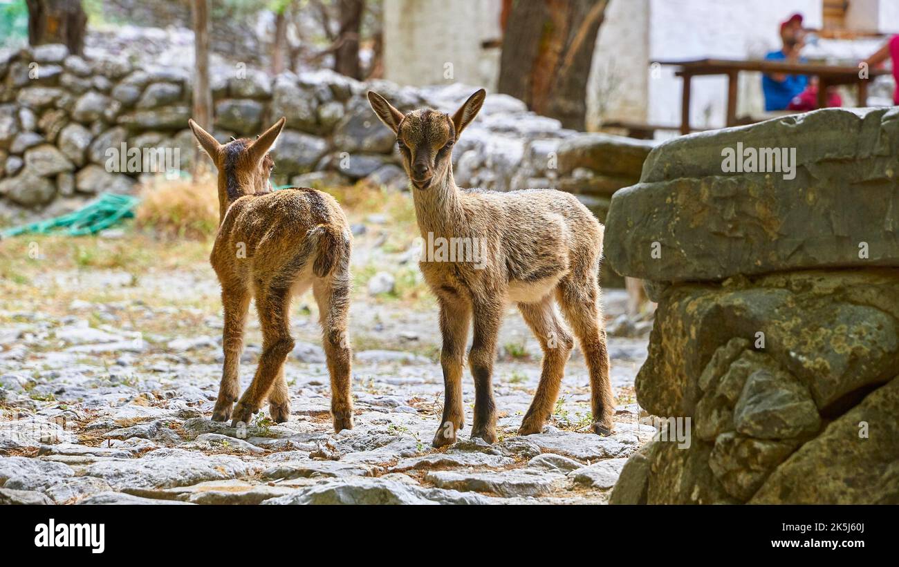 Kri-kri, endangered endemic Cretan wild goat, two small Kri-kris, close ...