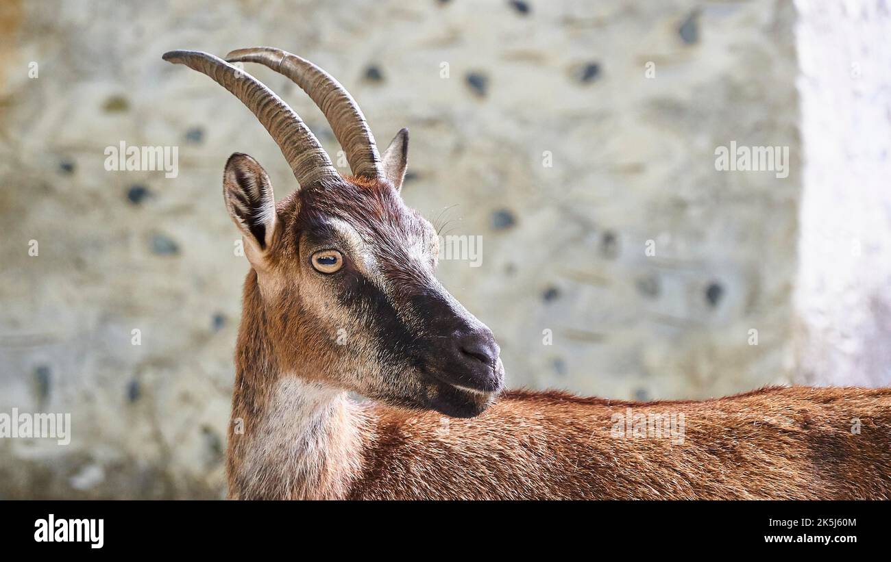 Kri-kri, endangered endemic Cretan wild goat, profile, head and ...