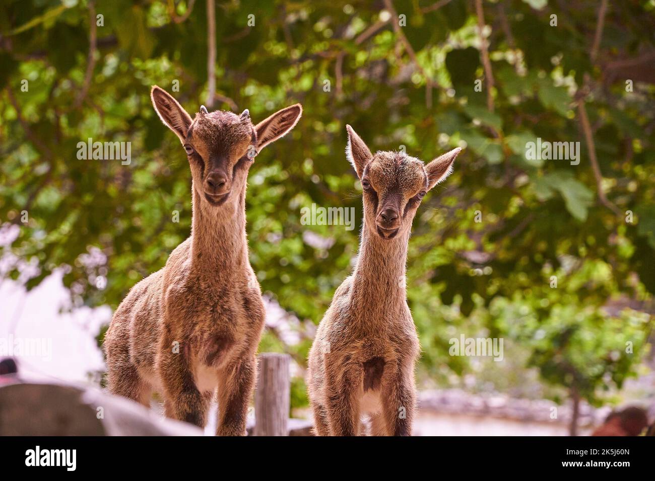 Kri-kri, endangered endemic Cretan wild goat, two small Kri-Kris, both ...