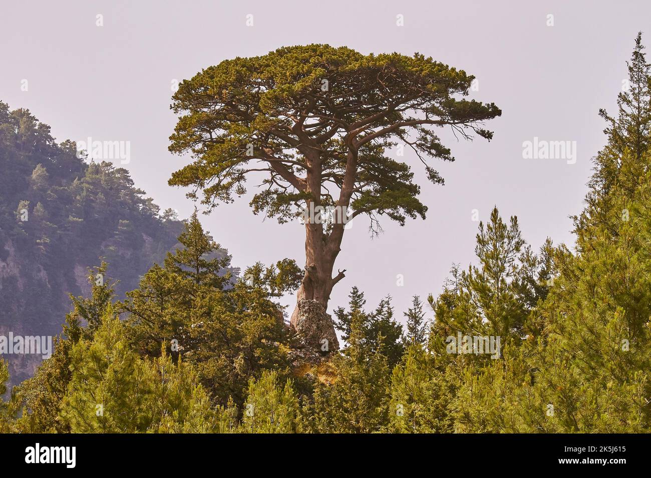 Single giant tree, Samaria Gorge, Samaria, gorge, national park, light ...