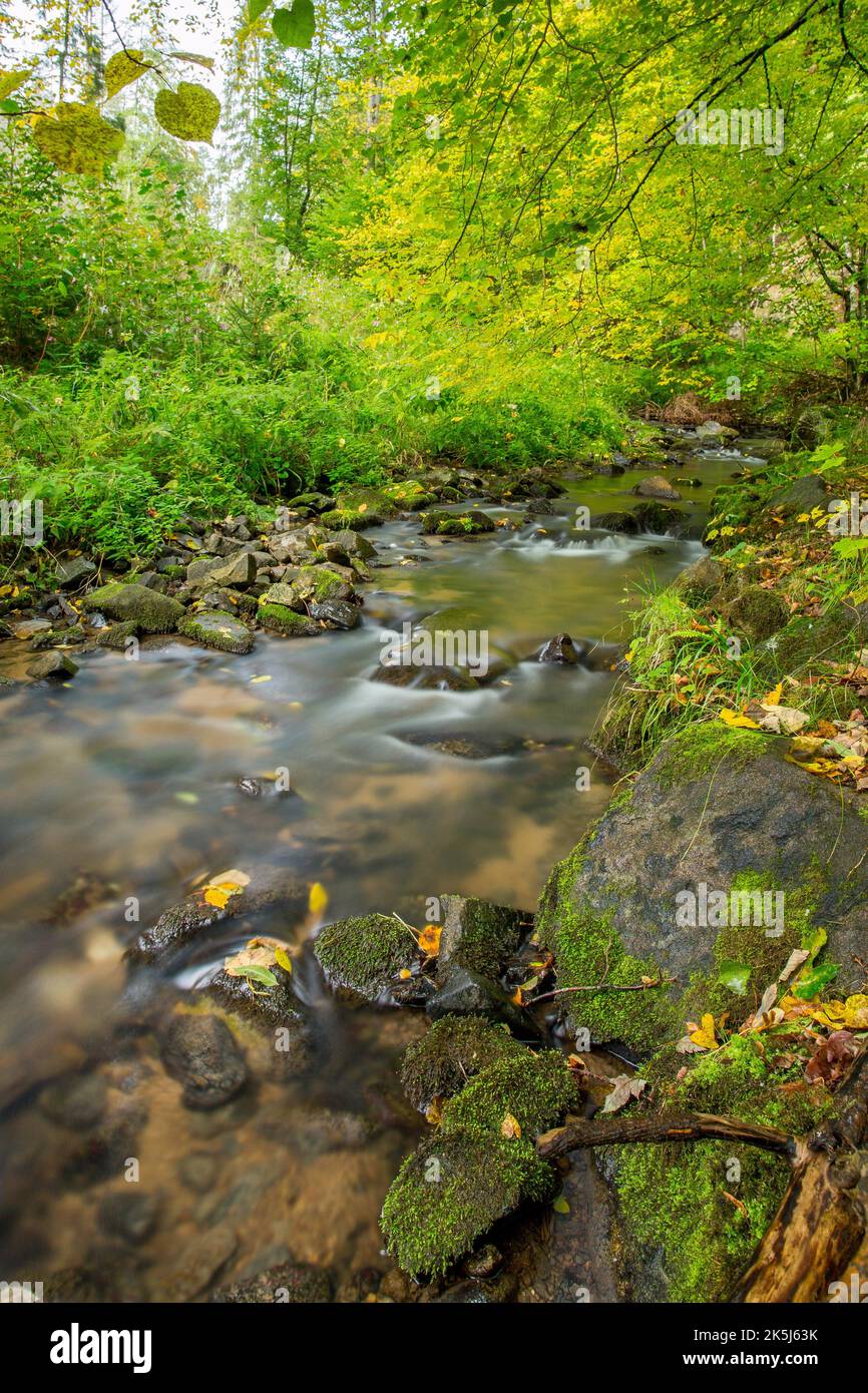 A stream in the forest with flowing water and trees on the banks Stock ...