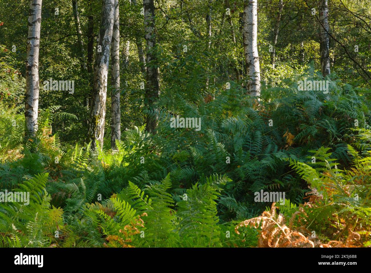 Ferns in the birch forest, nature reserve, North Rhine-Westphalia ...