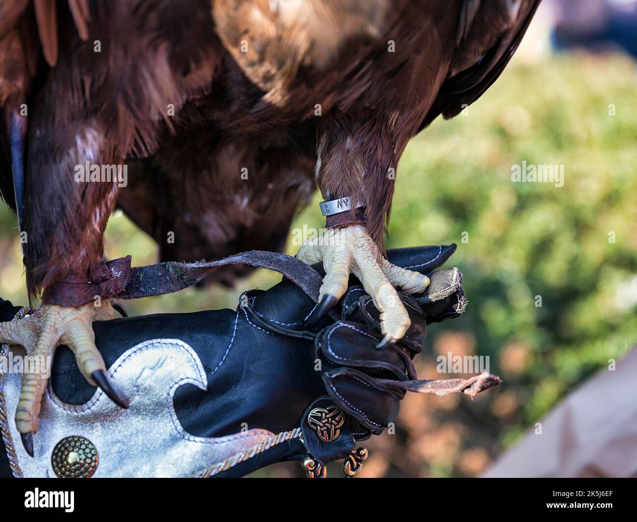 Steppe eagle (Aquila nipalensis) on the falconer's hand, talons with ...
