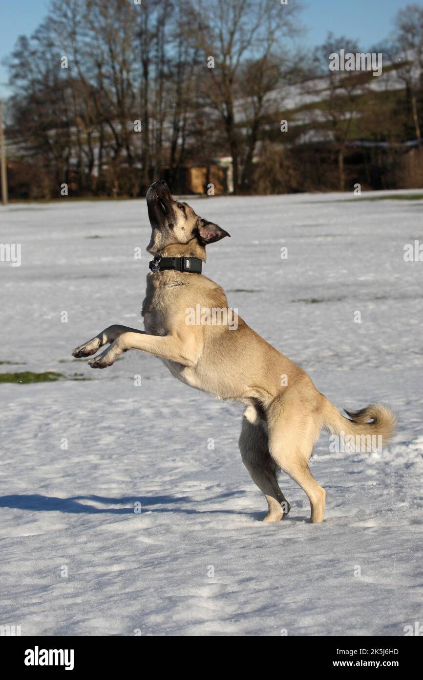 Snowball dog hi-res stock photography and images - Alamy