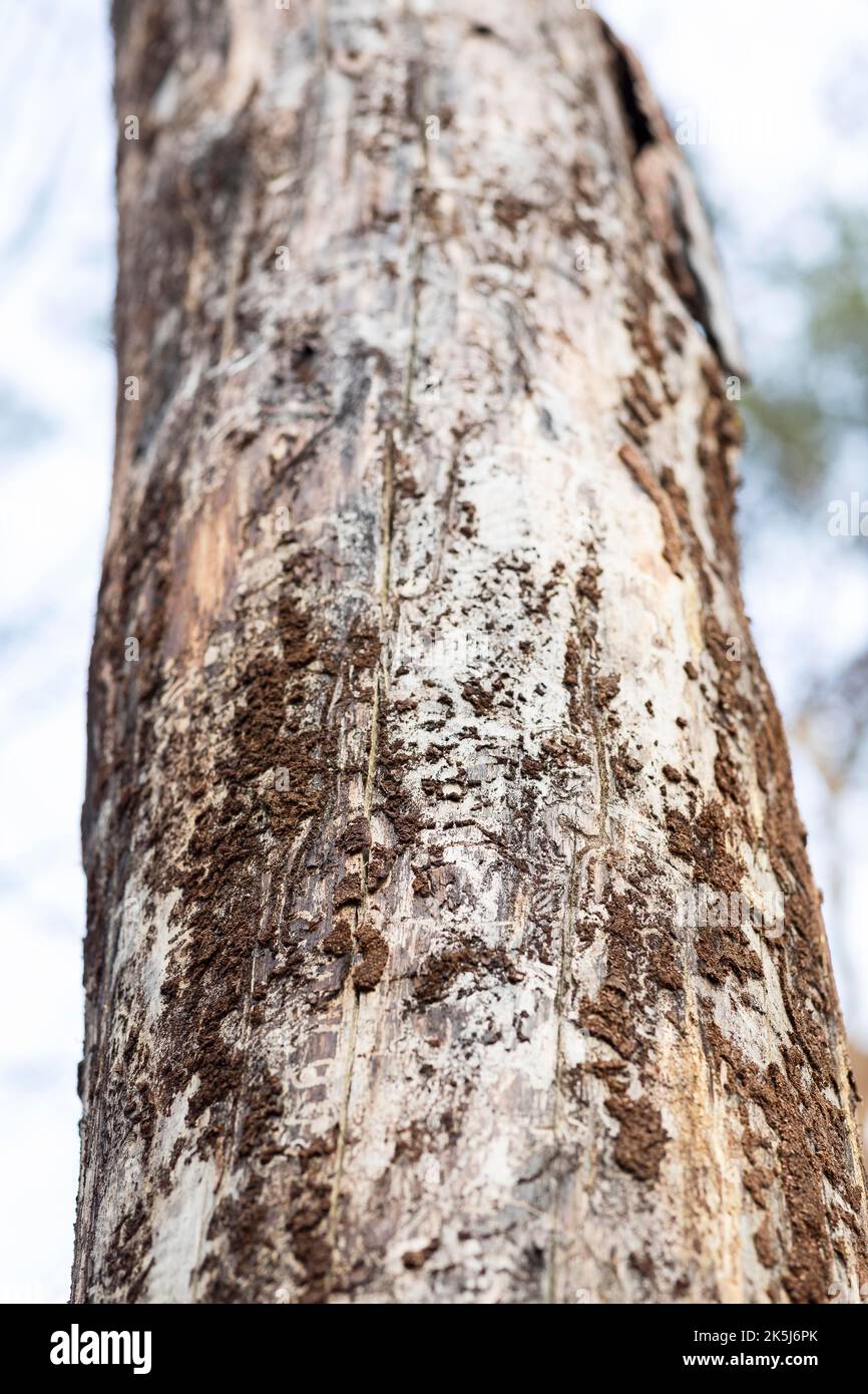 Tree trunk without bark after infestation by bark beetle (Scolytinae ...
