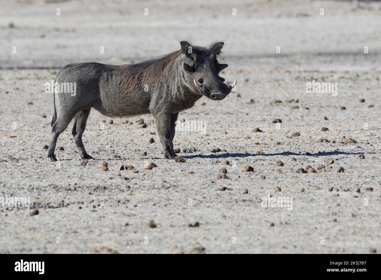 Common warthog (Phacochoerus africanus), adult standing on the dry ...