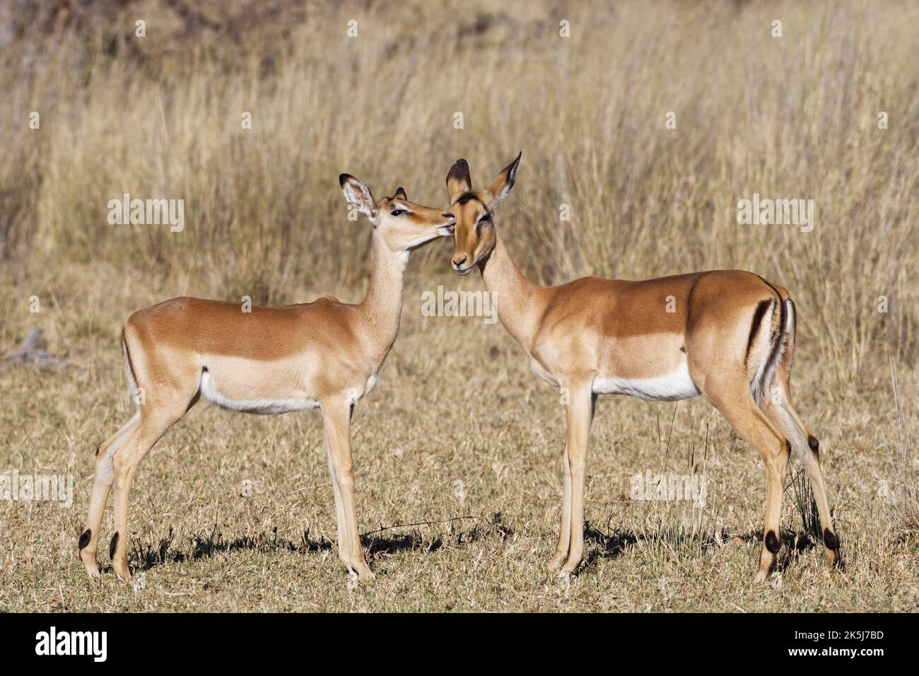 Common impalas (Aepyceros melampus), two females in dry grassland ...