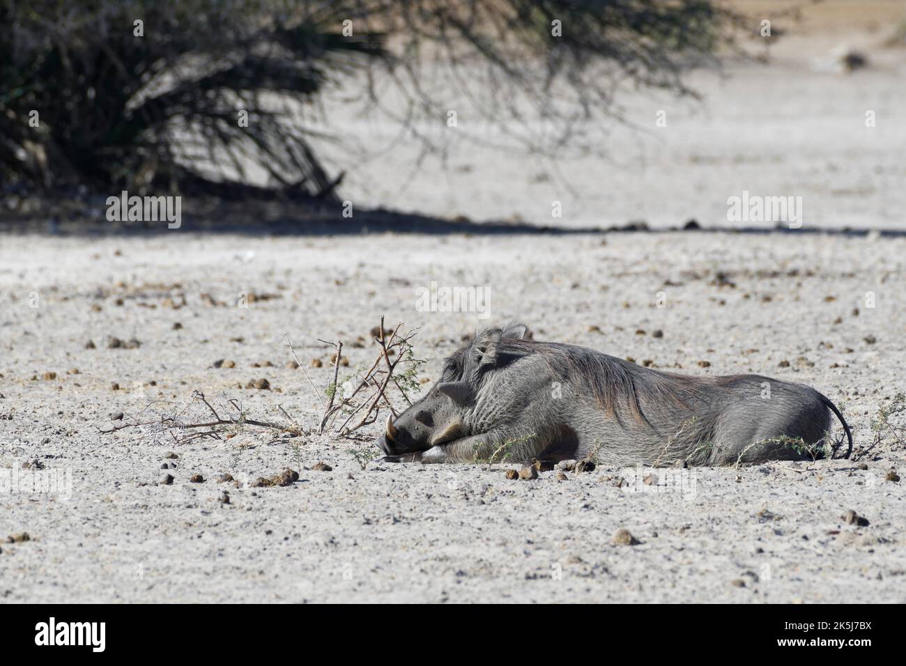 Common warthog (Phacochoerus africanus), resting adult lying on the dry ...