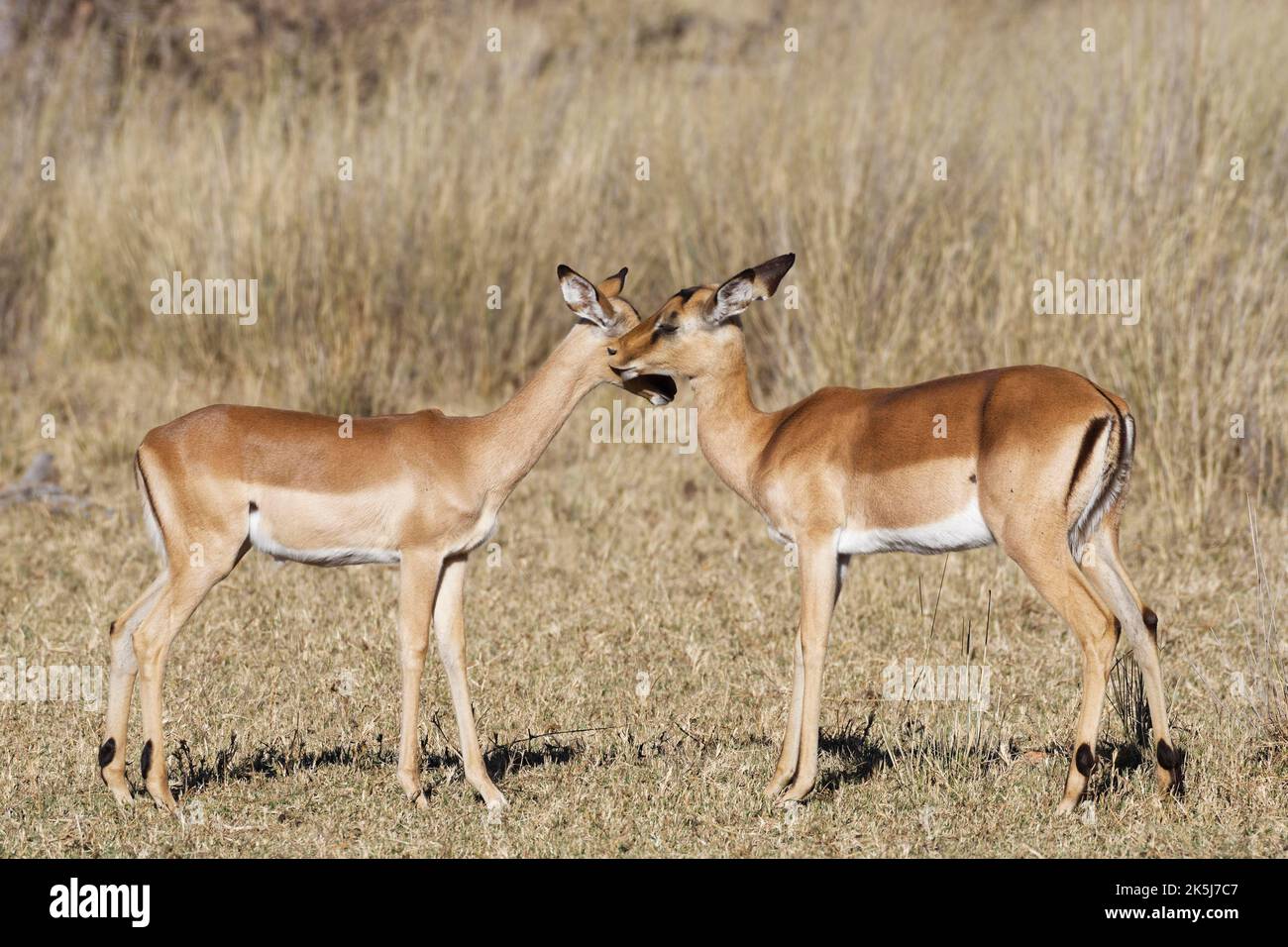Common impalas (Aepyceros melampus), two females in dry grassland ...