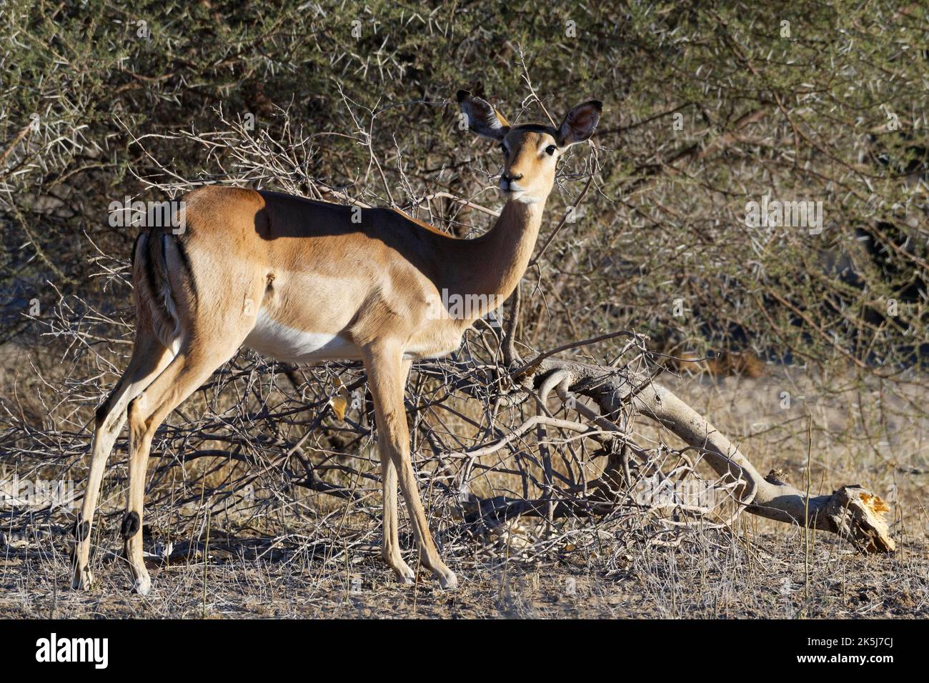 Common impala (Aepyceros melampus), adult female, alert, Mahango Core ...