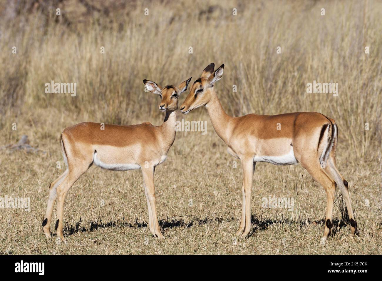 Common impalas (Aepyceros melampus), two females in dry grassland ...