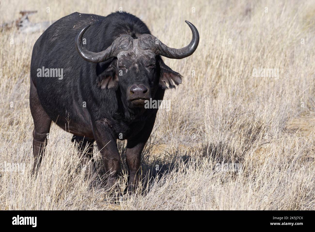 Cape buffalo (Syncerus caffer), adult male in tall dry grass, eye ...