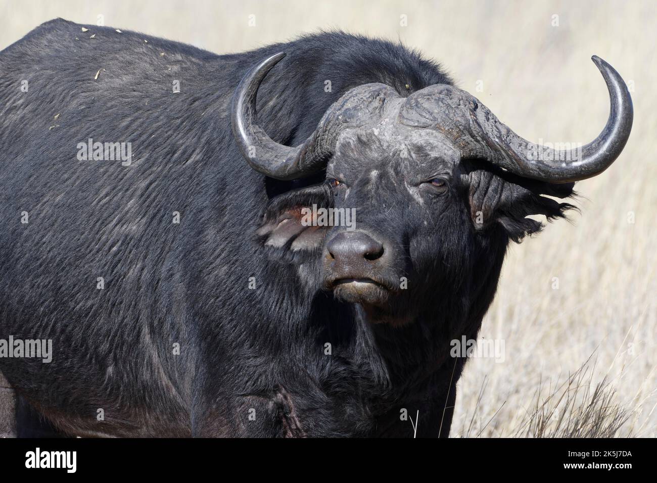 Cape buffalo (Syncerus caffer), adult male in tall dry grass, eye ...