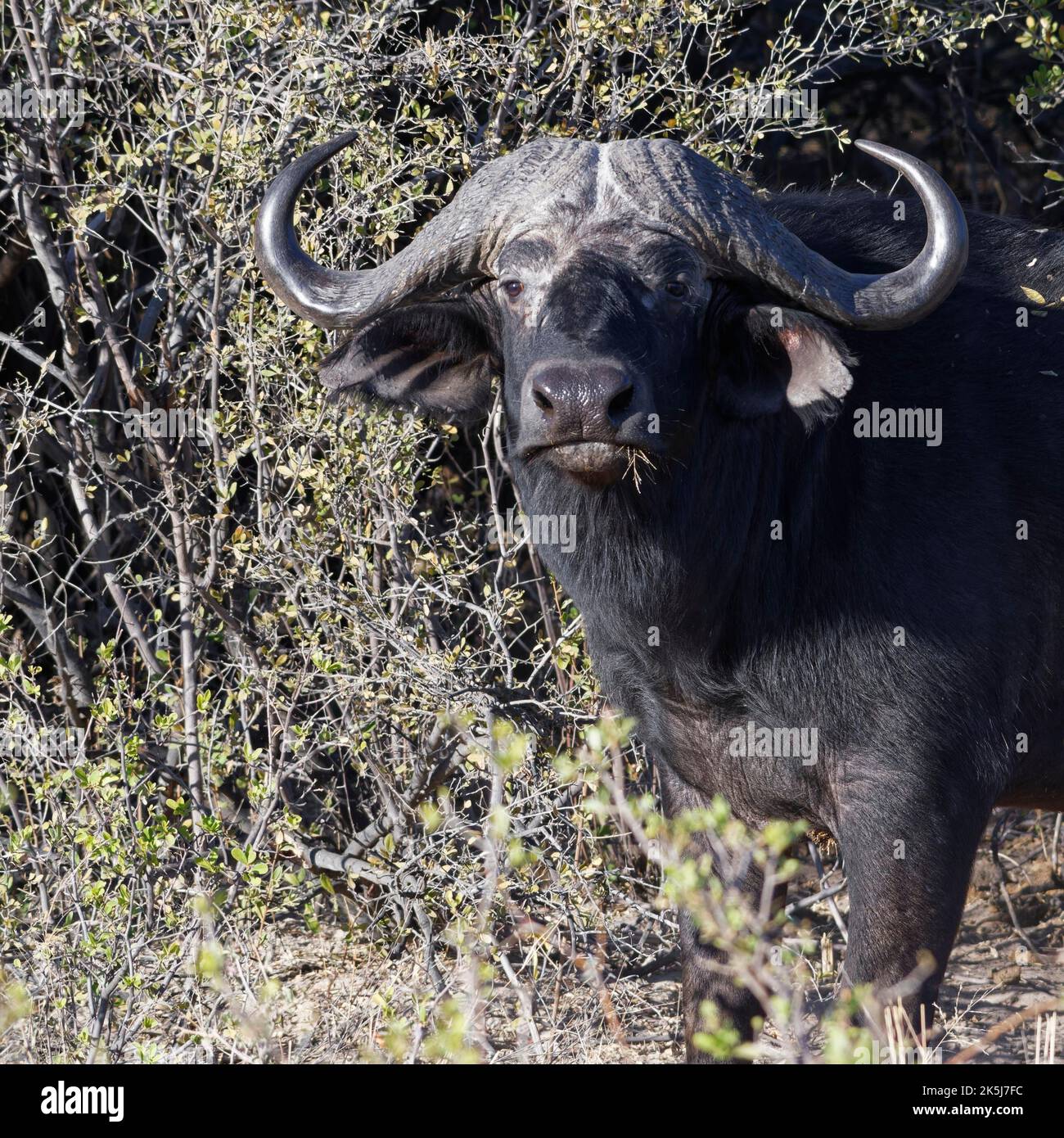 Buffalo core hi-res stock photography and images - Alamy