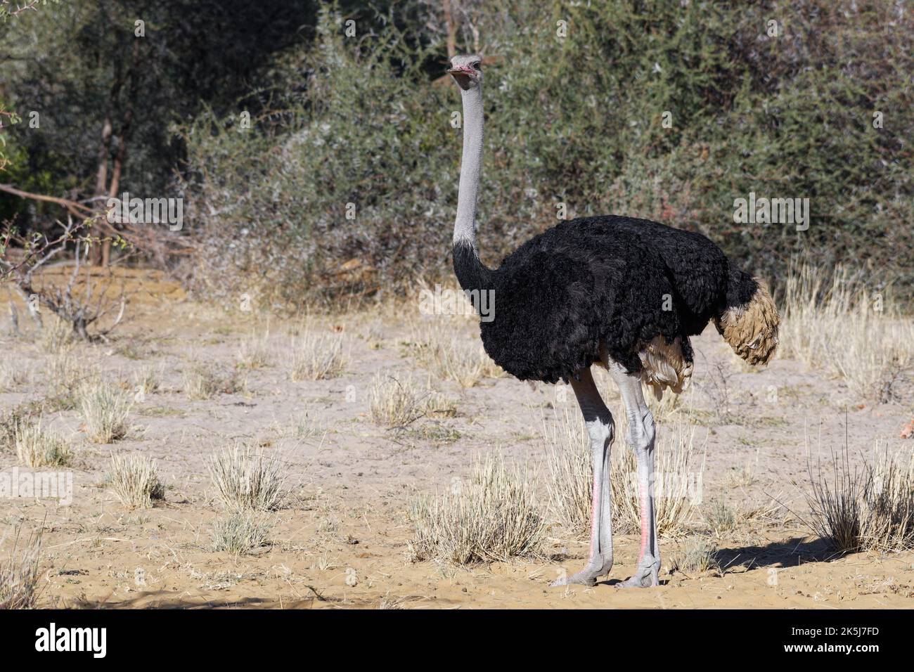 South African ostrich (Struthio camelus australis), adult male, Mahango ...