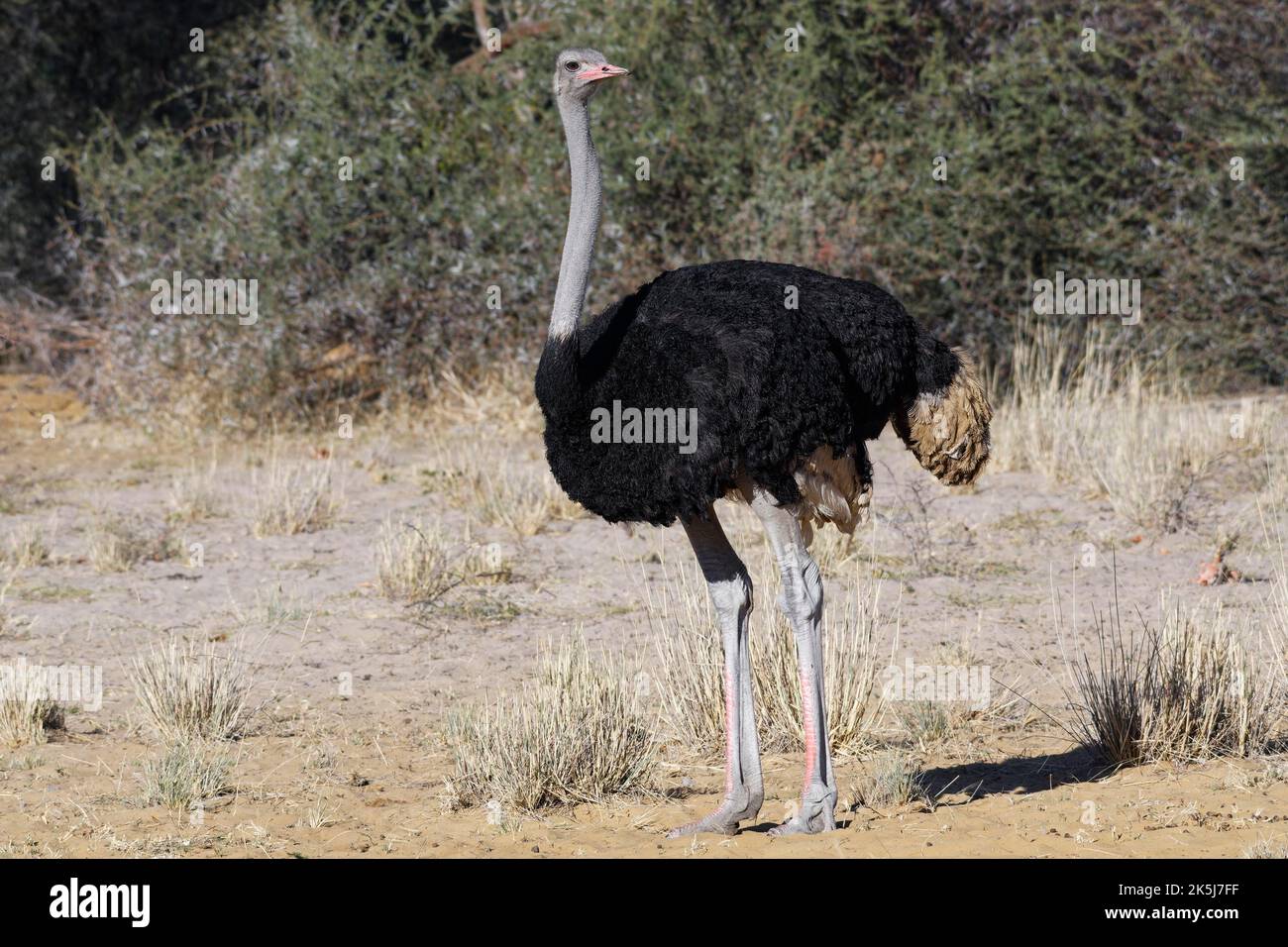 South African ostrich (Struthio camelus australis), adult male, Mahango ...