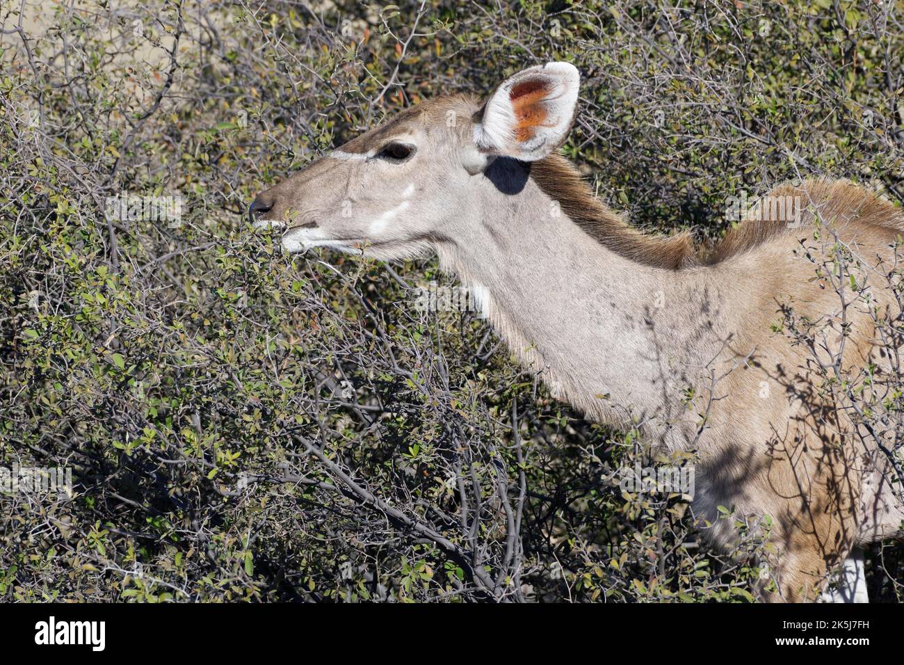 Greater kudu (Tragelaphus strepsiceros), adult female among the shrubs ...