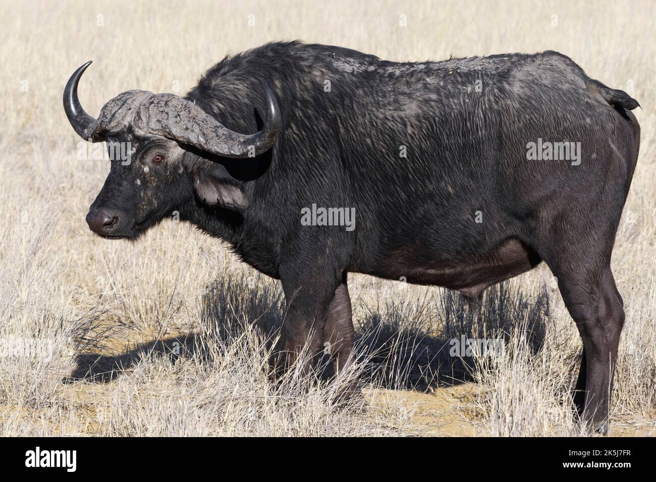 Cape buffalo (Syncerus caffer), adult male in tall dry grass, alert ...