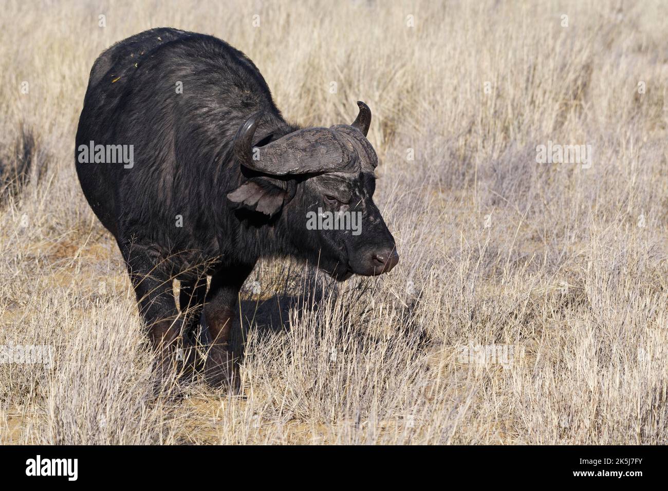 Cape buffalo (Syncerus caffer), adult male in tall dry grass, feeding ...