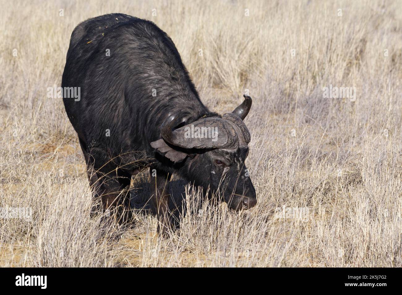 Cape buffalo (Syncerus caffer), adult male in tall dry grass, feeding ...