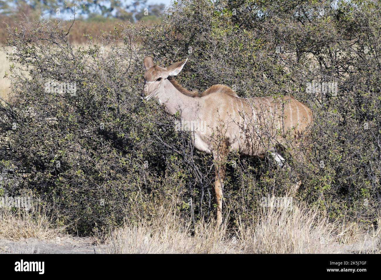 Greater kudu (Tragelaphus strepsiceros), adult female among the shrubs ...