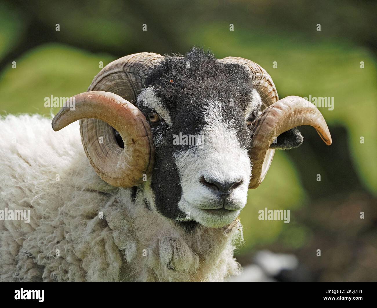 black-faced hill sheep with curly horns and thick fleece in upland Cumbria, England,UK Stock ...