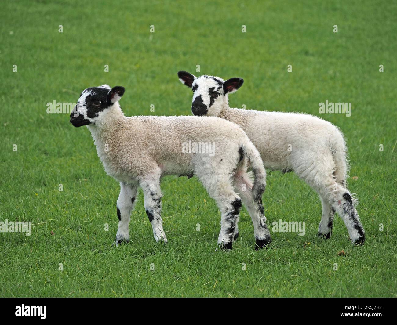 Black marking lamb hi-res stock photography and images - Alamy
