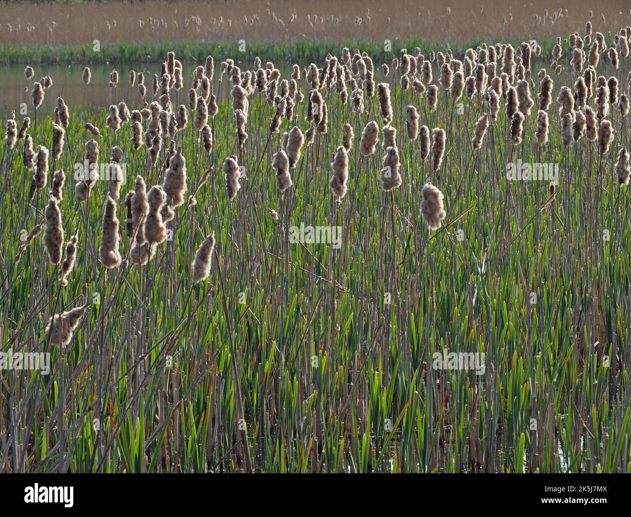 sunlit fluffy seedheads of backlit Reed Mace or Bull Rush (Typha ...