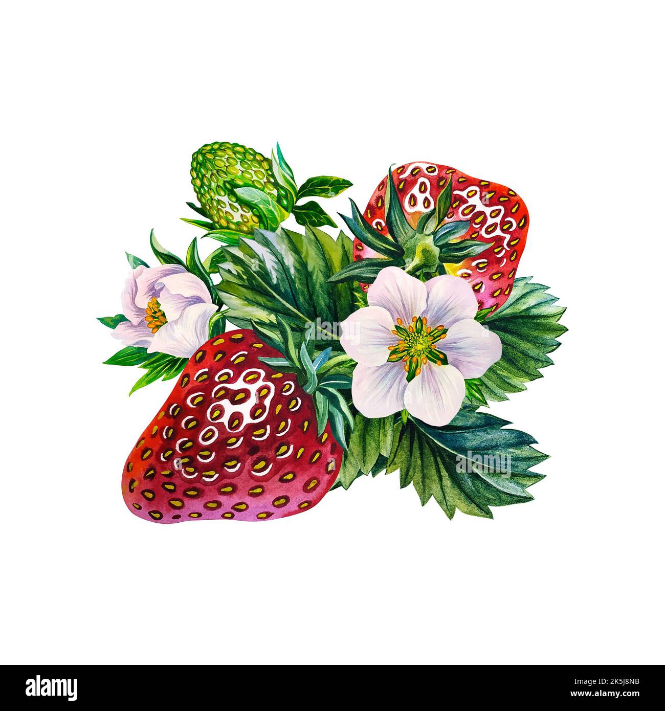 Strawberry. Berry composition. Watercolor illustration. For design ...