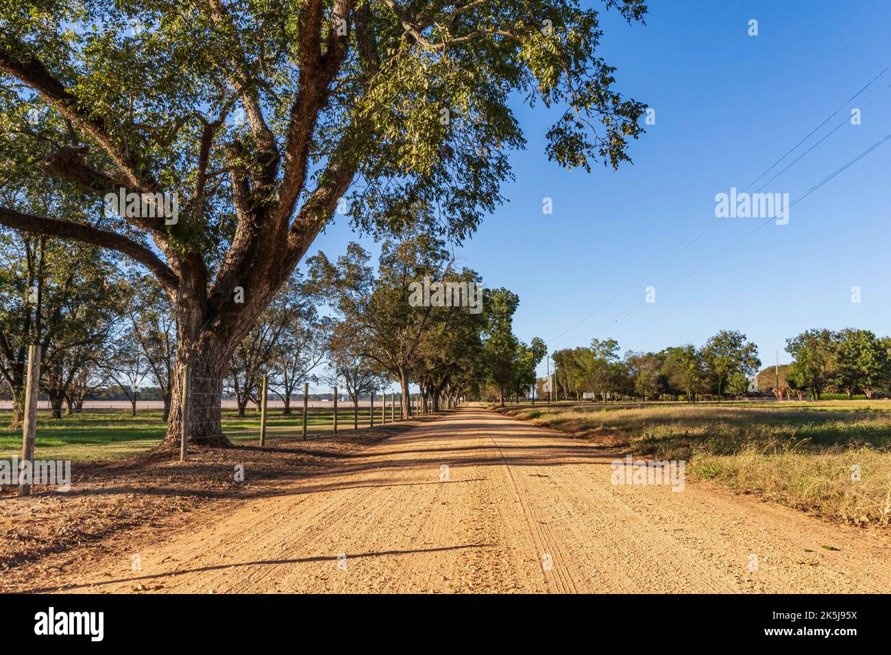 Empty dirt road in rural Southern American with mature pecan trees on ...