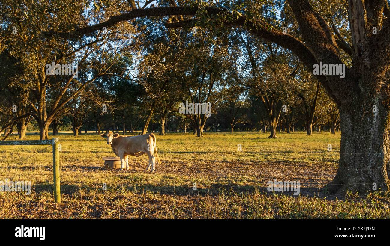 Lone beef cow at a mineral feeder surrounded by pecan trees in a ...