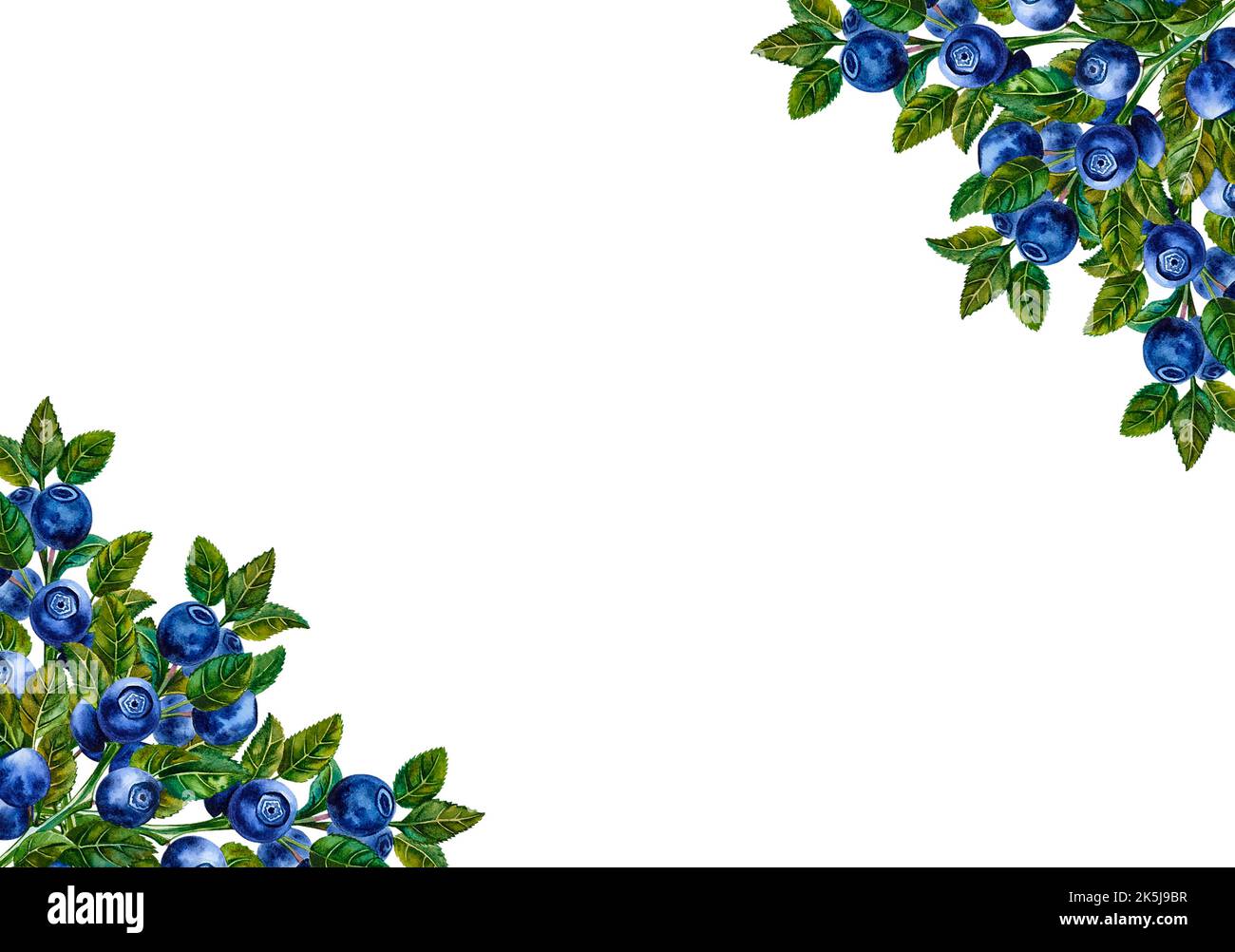 Blueberry. Frame with blue berries, fresh natural health product ...