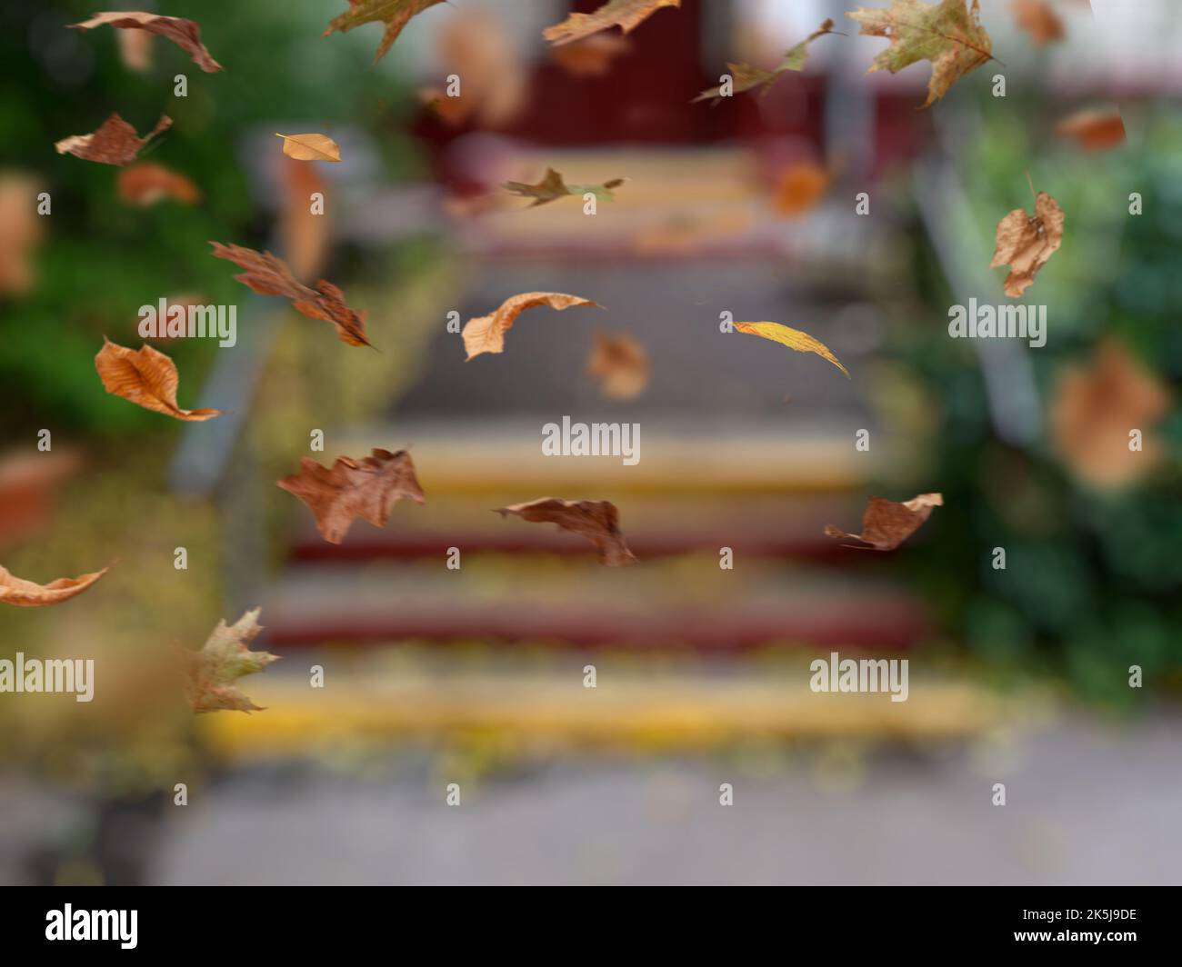 Stair steps covered with golden fallen leaves. Golden foliage in ...
