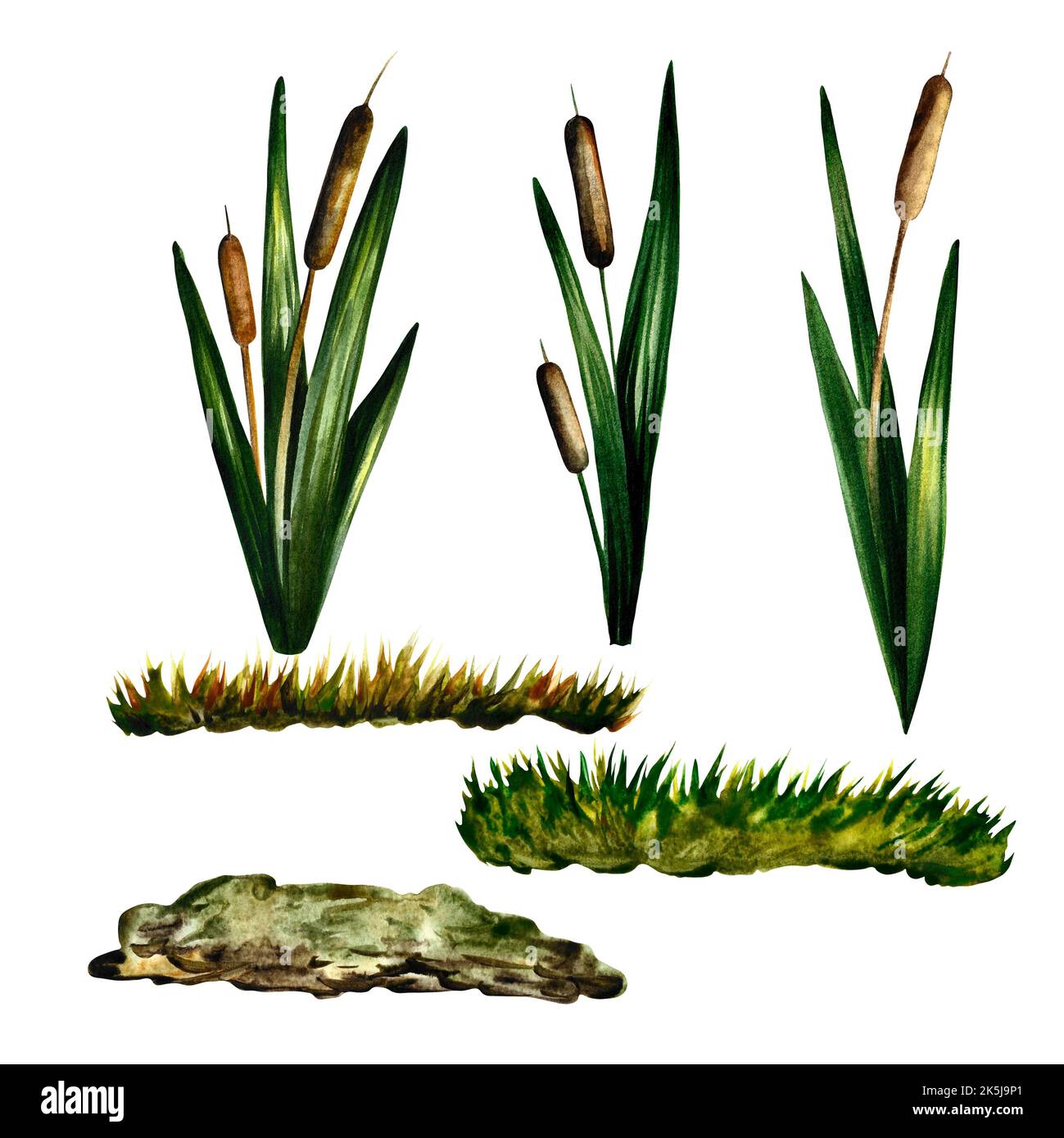 Reeds, grass, earth. Set of natural elements. Isolate on a white ...