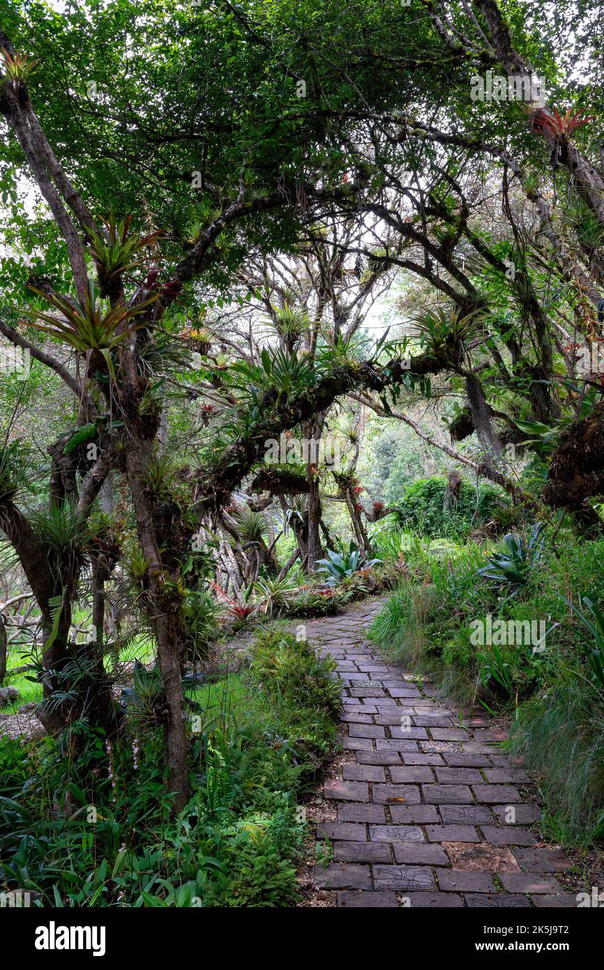 A vertical shot of a path in the ecological reserve, San Cristobal de ...