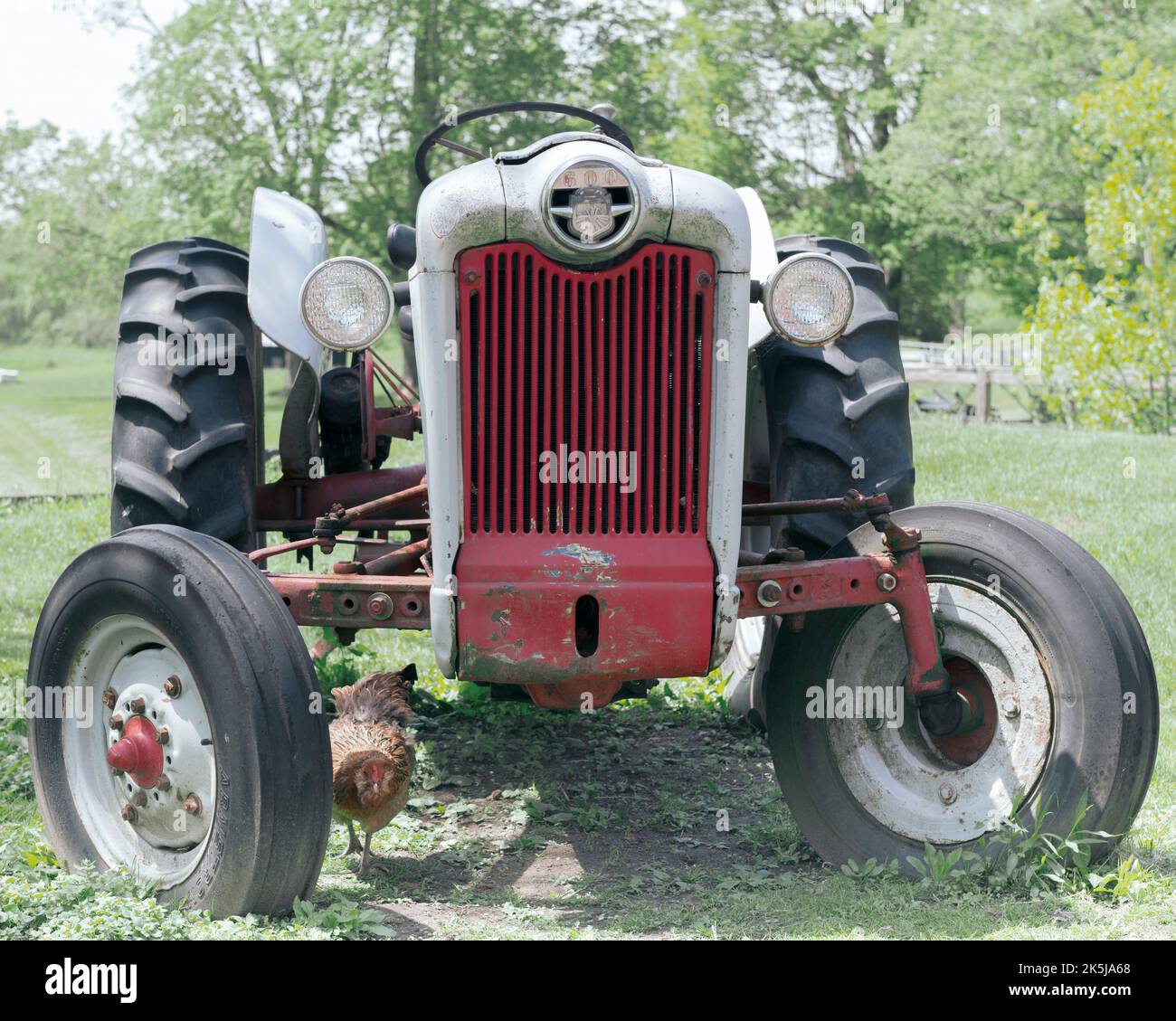 Front view of old red and white tractor with chicken in foreground on ...