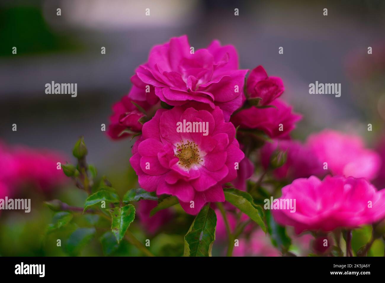 Miniature roses hi-res stock photography and images - Alamy