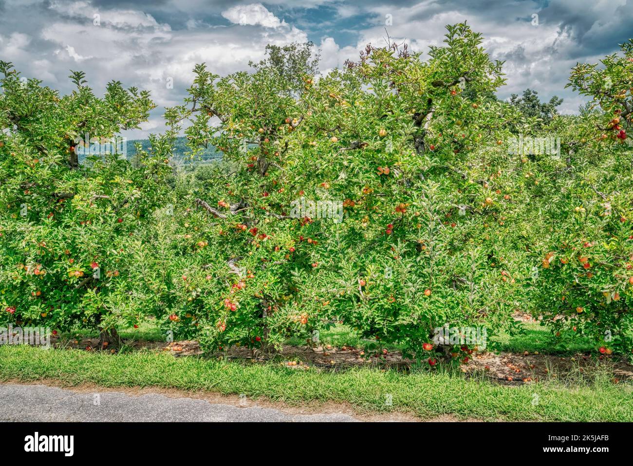 Apple orchard at the Apple Hill Orchard and Cider Mill in Morganton ...