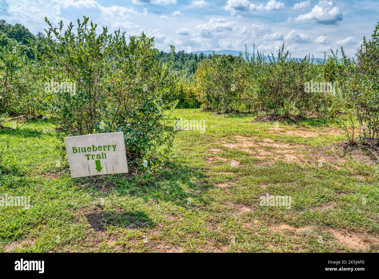 The Blueberry Trail at Perry’s Berry’s Blueberry Farm in Morganton ...