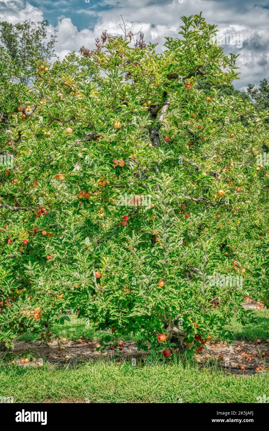 Orchard hill cider mill hi-res stock photography and images - Alamy