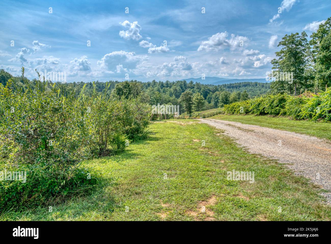 The mountain country road leading into Perry’s Berry’s Blueberry Farm ...