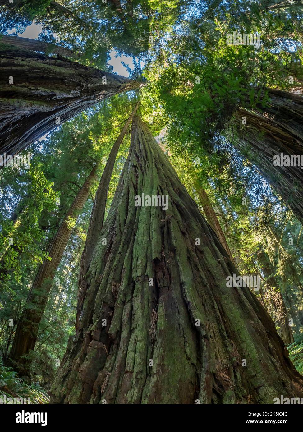 Redwood trees, Peterson Memorial Trail, Redwoods National and State ...