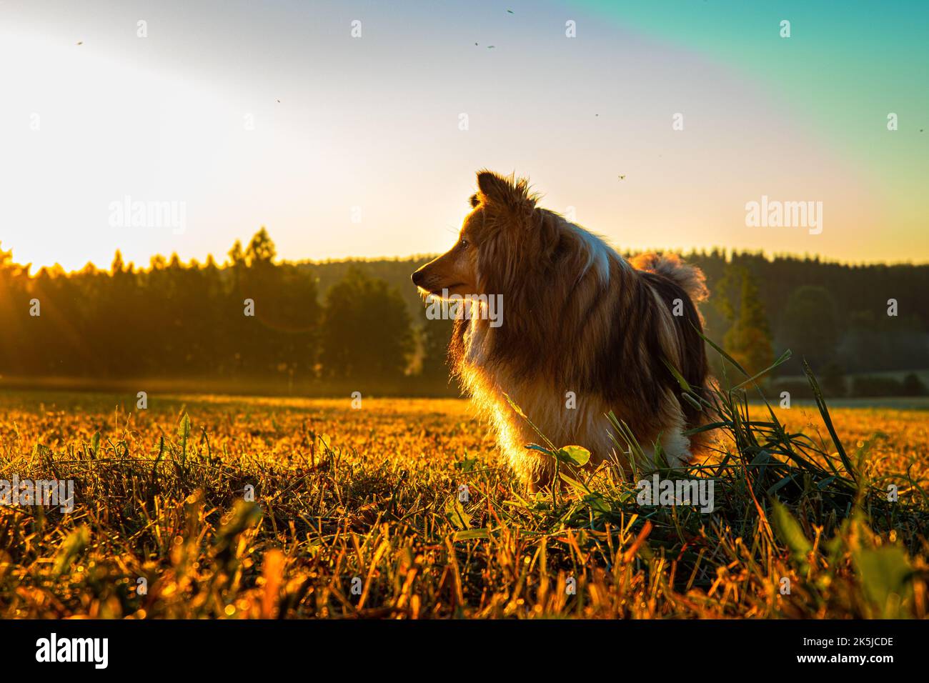 A closeup of a beautiful Shetland Sheepdog standing in the harvested ...