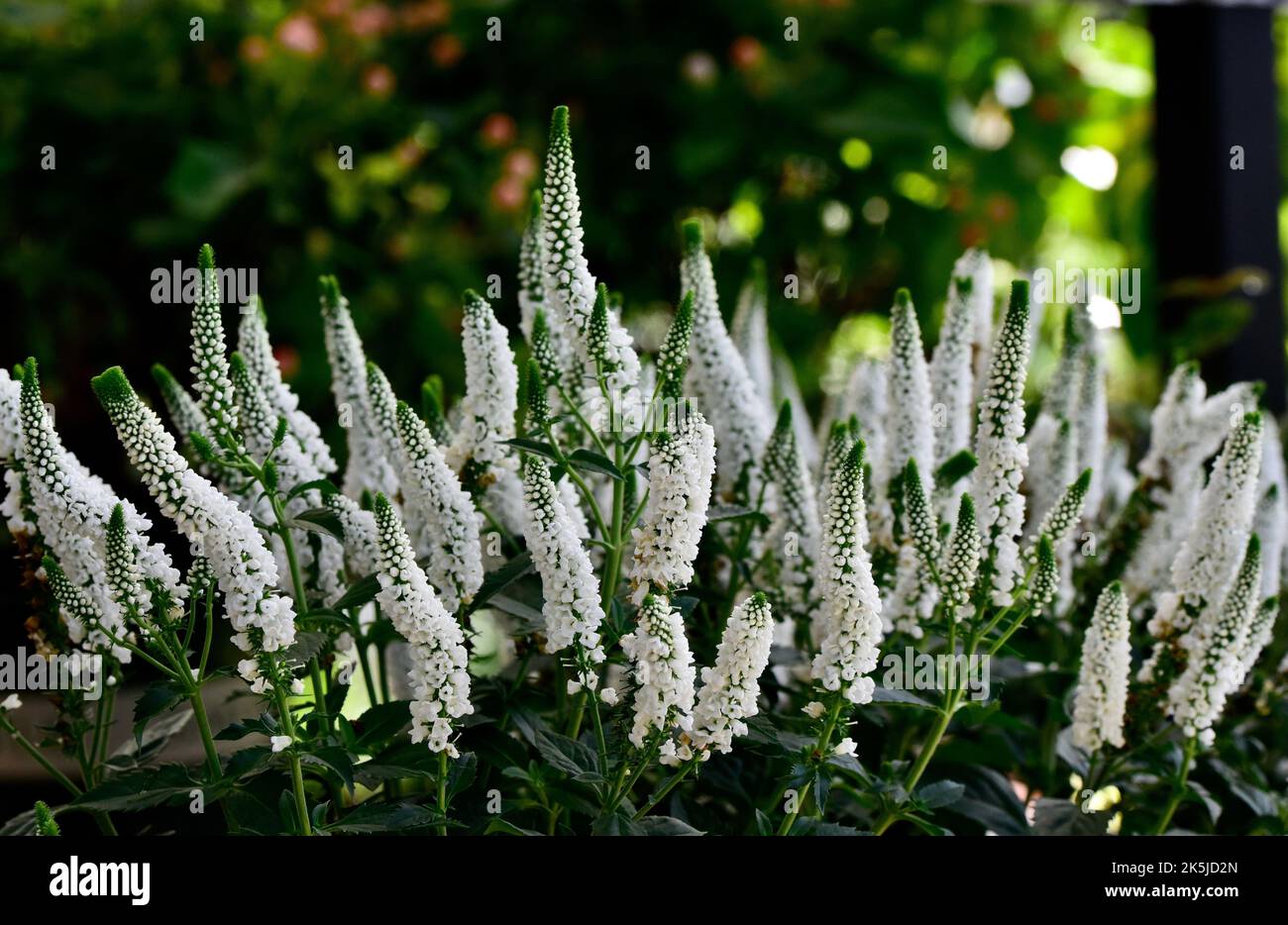 Lady veronica hi-res stock photography and images - Alamy