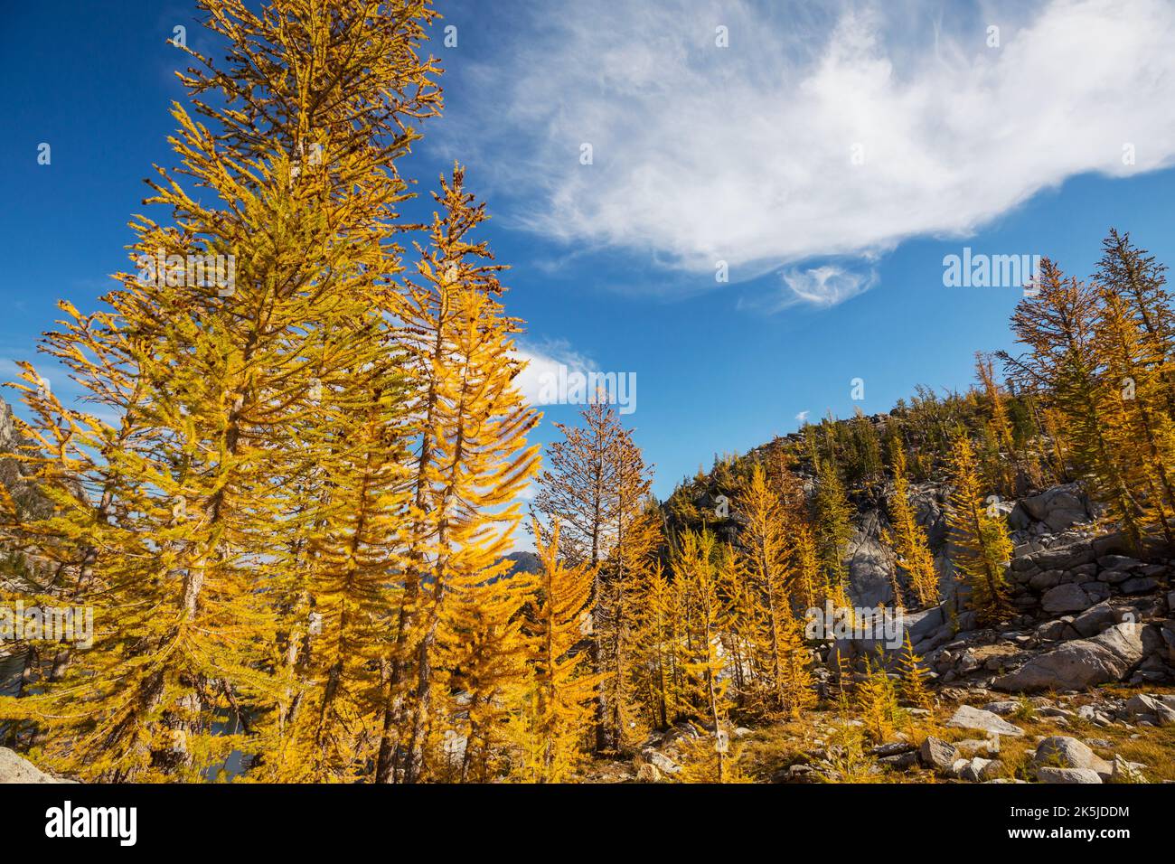 Beautiful golden larches in mountains, Fall season Stock Photo - Alamy