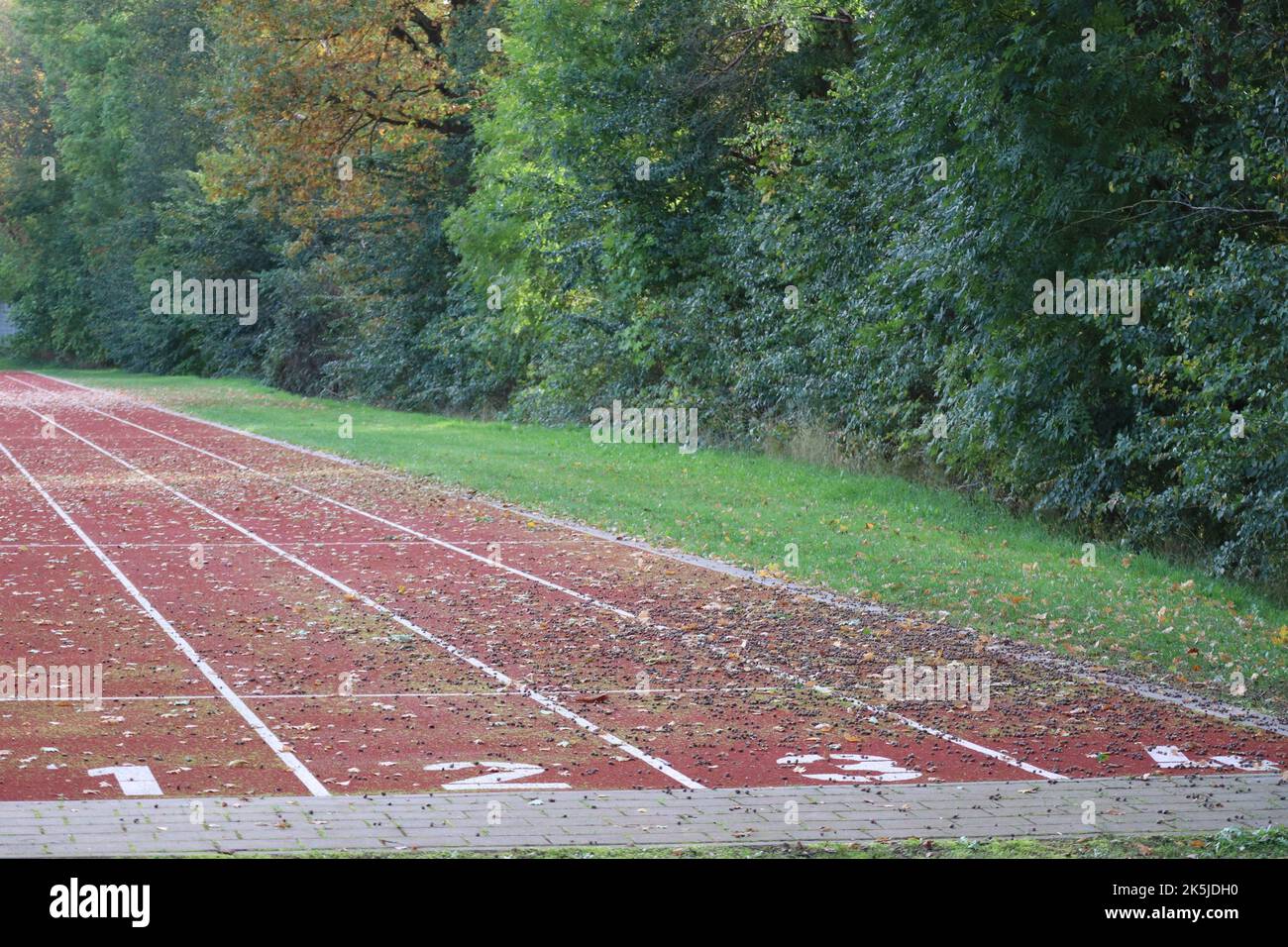 clear Runway covered with Autumn leaves Stock Photo - Alamy