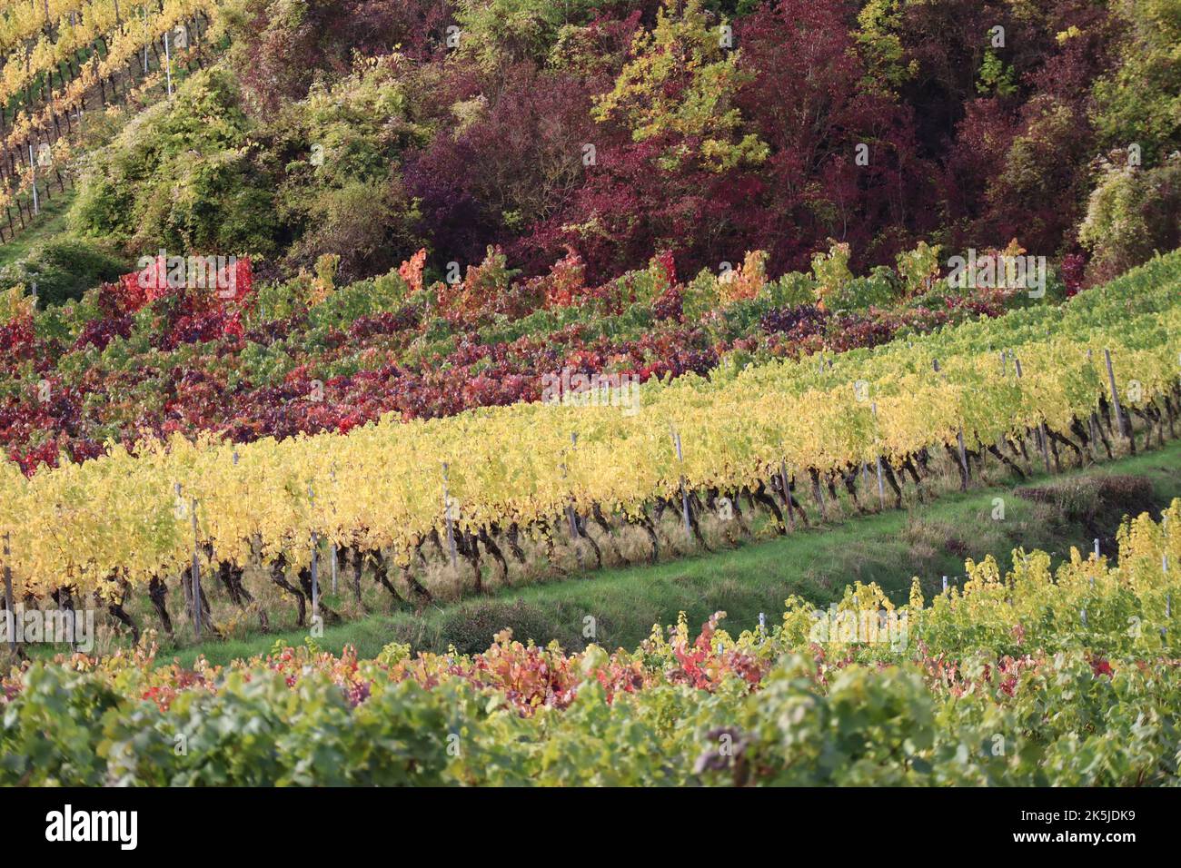 Fall colors of the Vineyard Stock Photo - Alamy