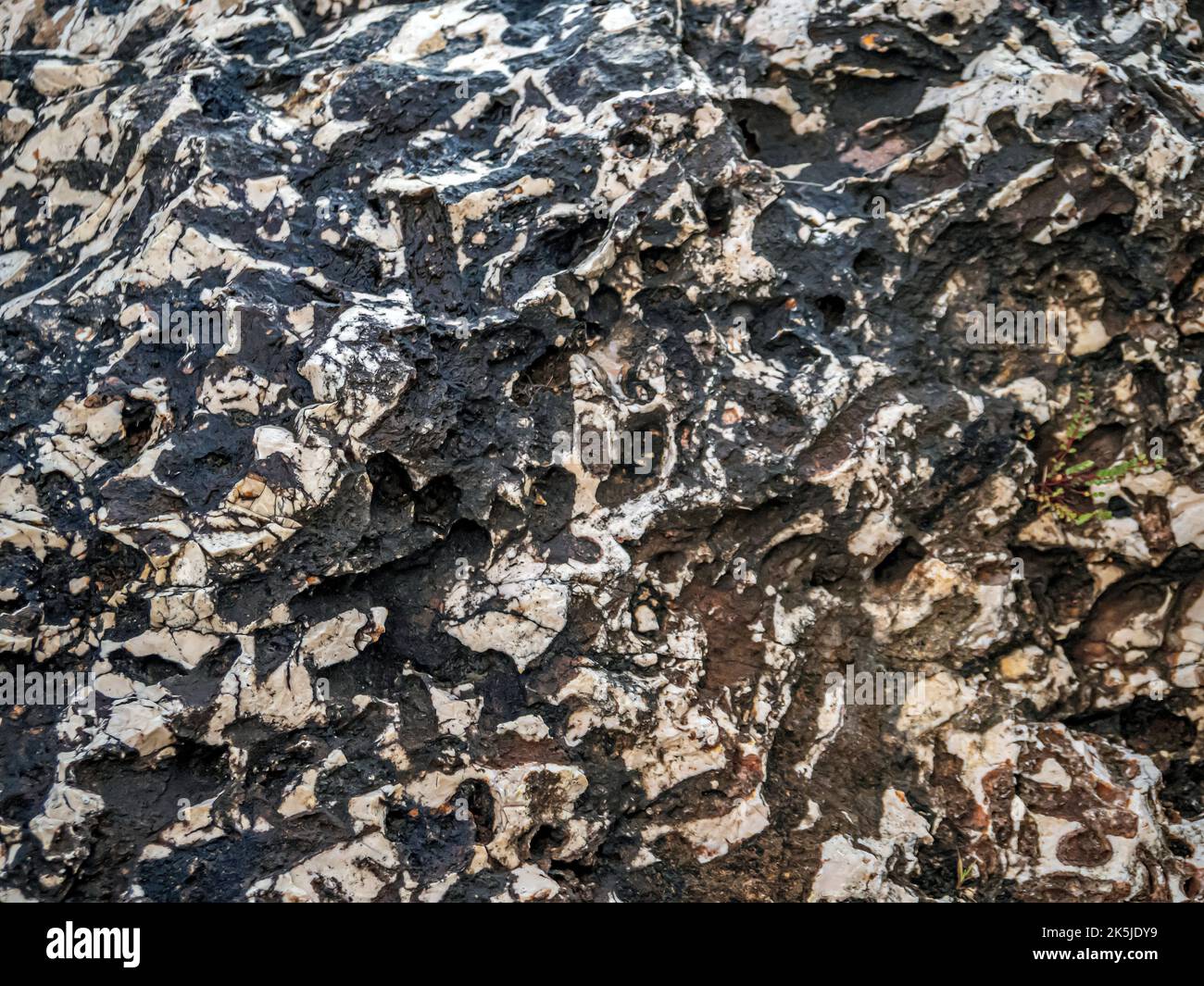 Coral reef substrate hi-res stock photography and images - Alamy