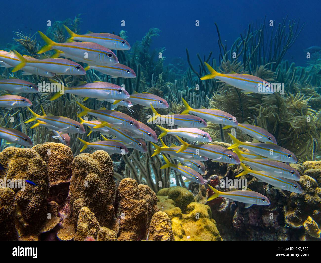 Yellowtail snapper,Ocyurus chrysurus is an abundant species of snapper ...
